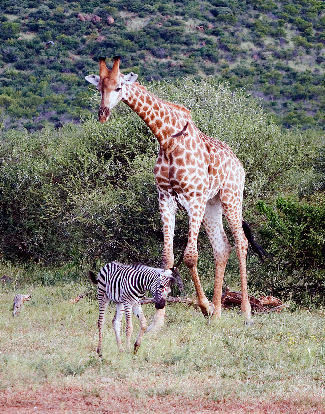 Jimmy Smith Photography - Giraffes